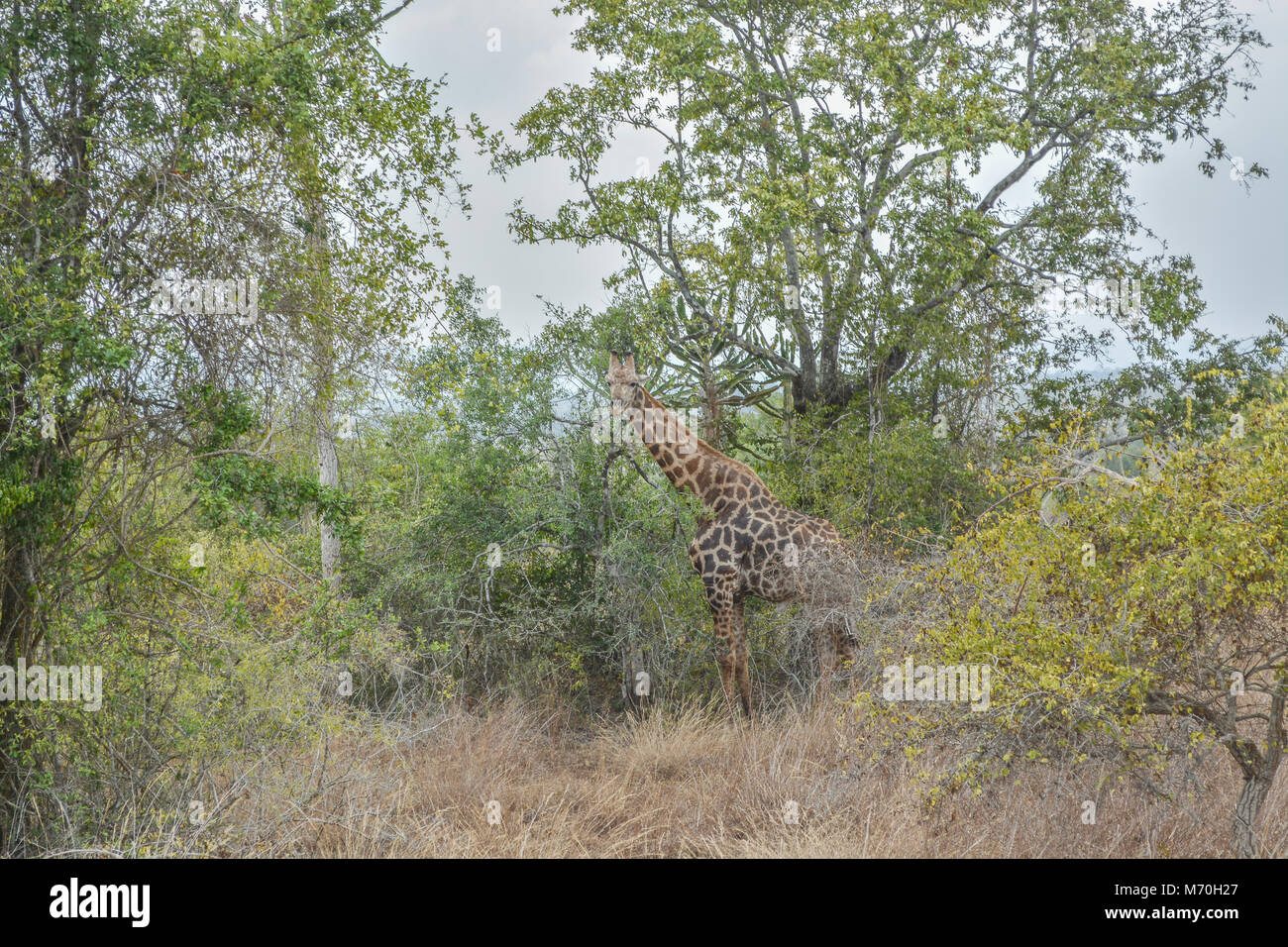 African Giraffe on middle of vegetation day cloud sky Stock Photo - Alamy
