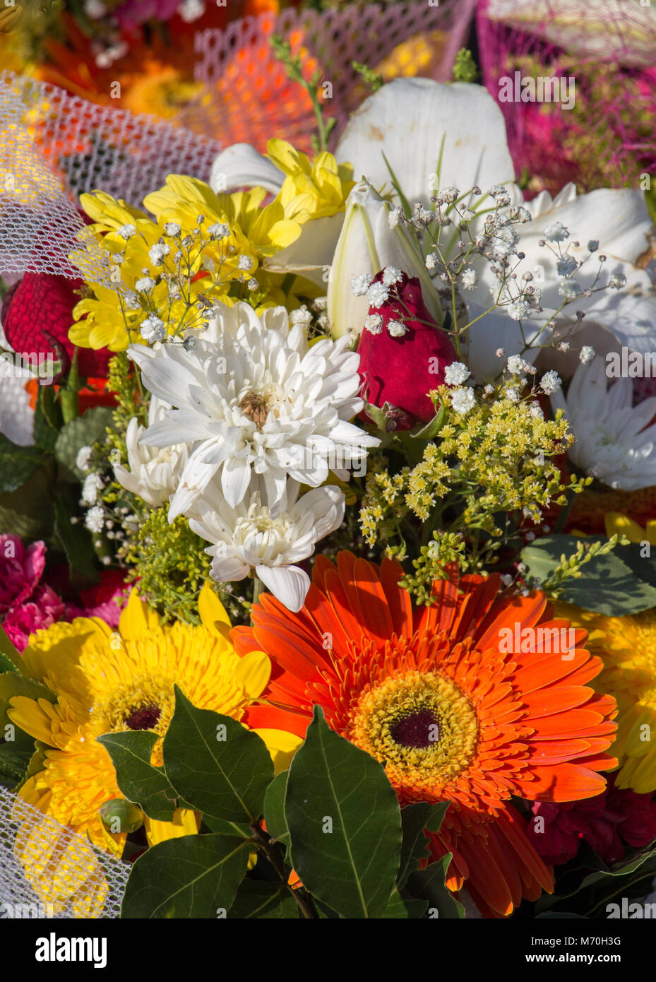 Beautiful colorful natural spring flowers as a nature background Stock ...