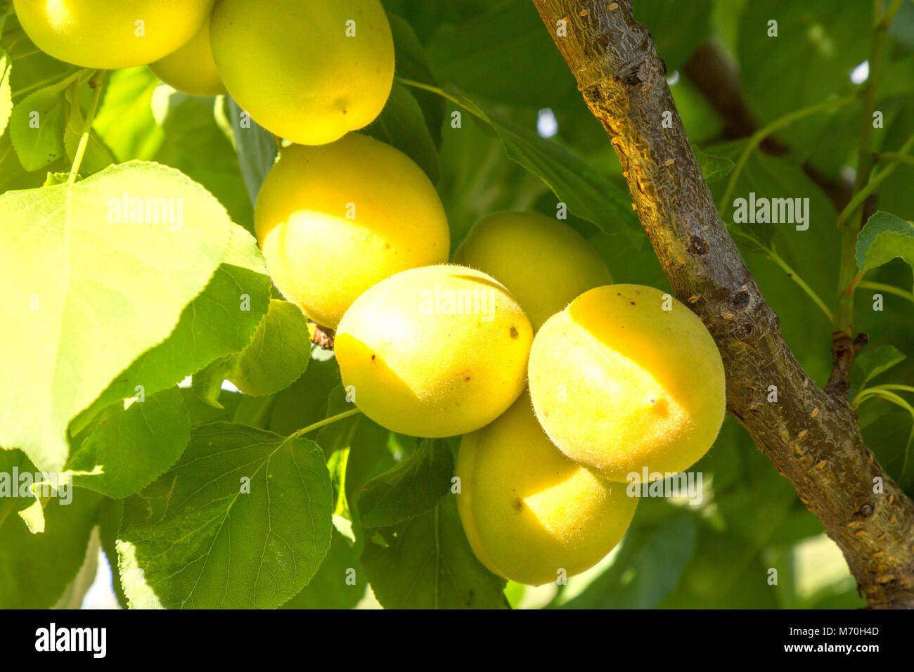 A branch with apricots and green leaves. Apricot orchard and dirt path ...