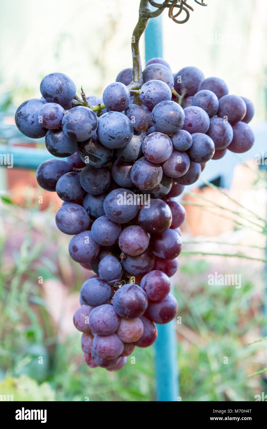 Grape Color