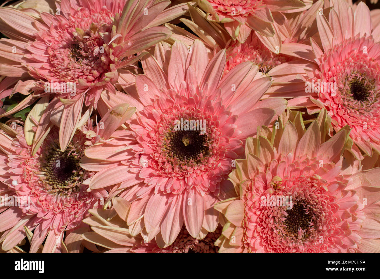 Beautiful colorful natural spring flowers as a nature background Stock ...