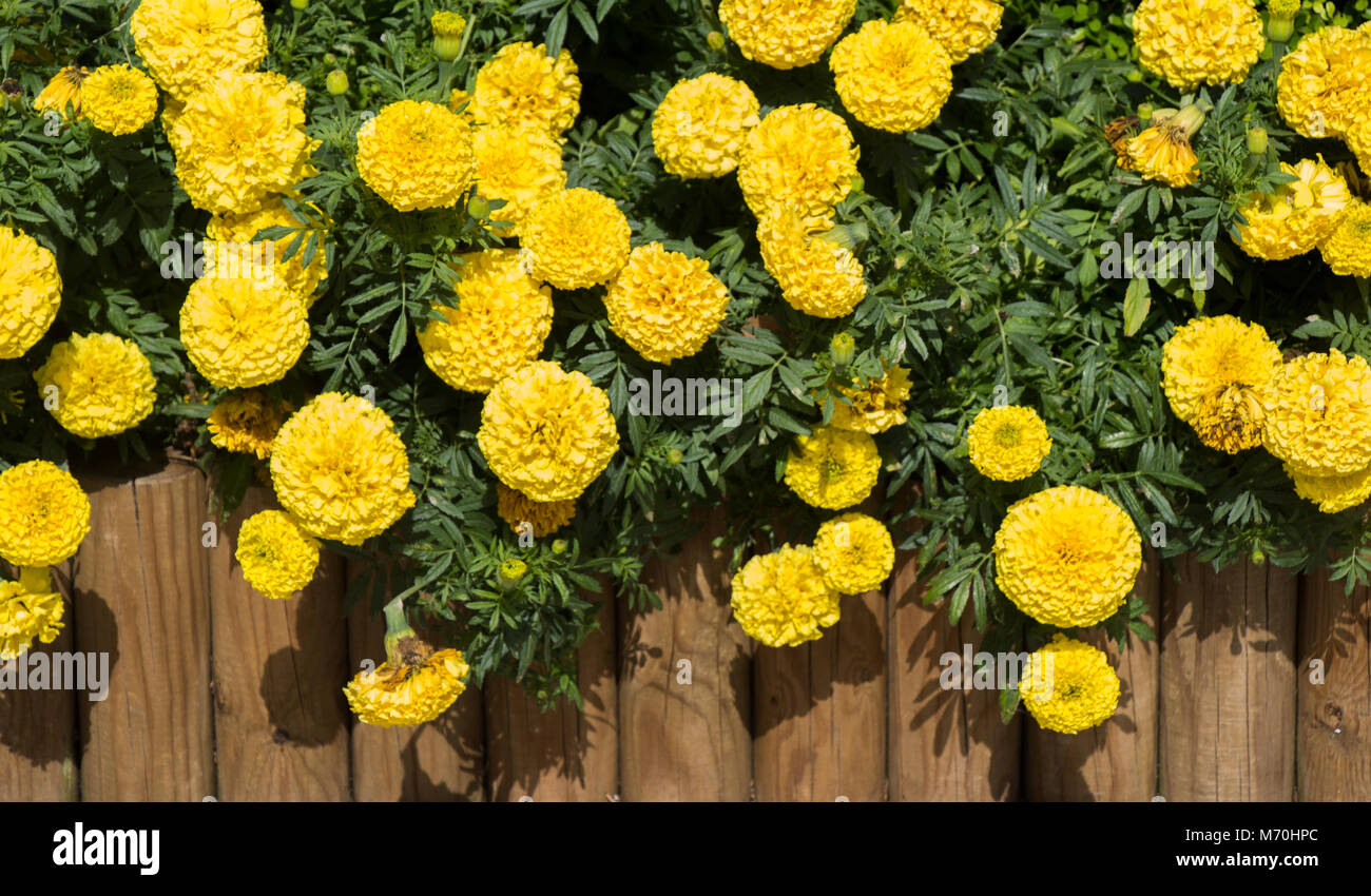 Beautiful colorful natural spring flowers as a nature background Stock ...