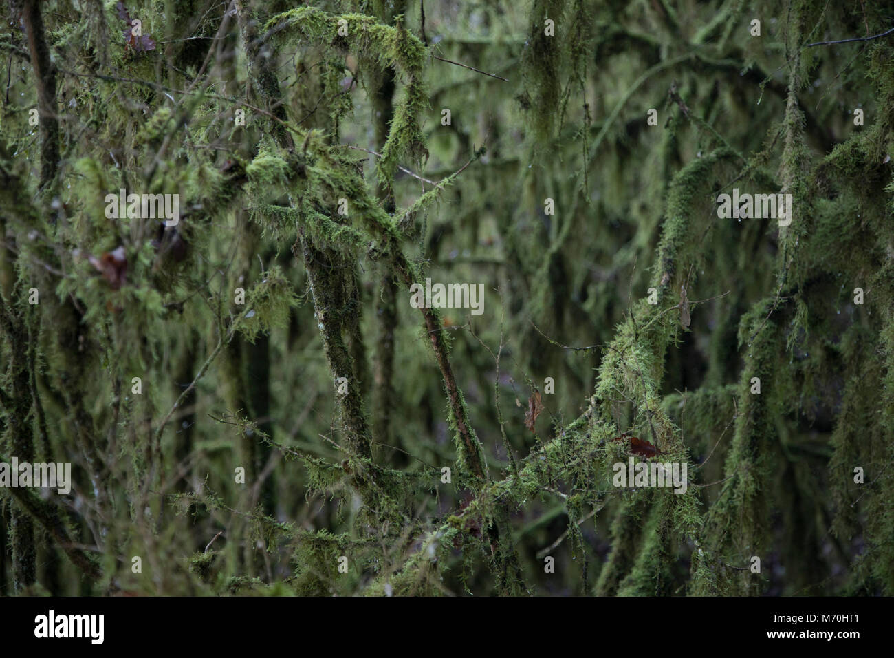 Trees covered in green moss due to the misty wet climate in Saint-Cirq ...