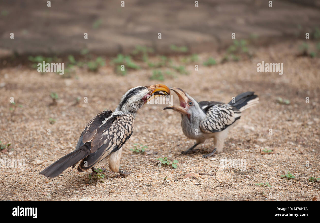 South african insect hi-res stock photography and images - Alamy