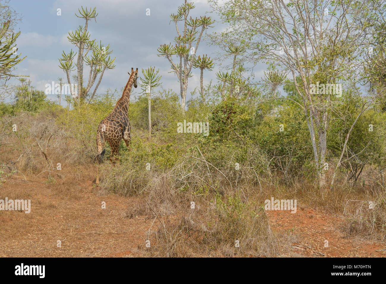 African Giraffe on middle of vegetation day cloud sky Stock Photo - Alamy