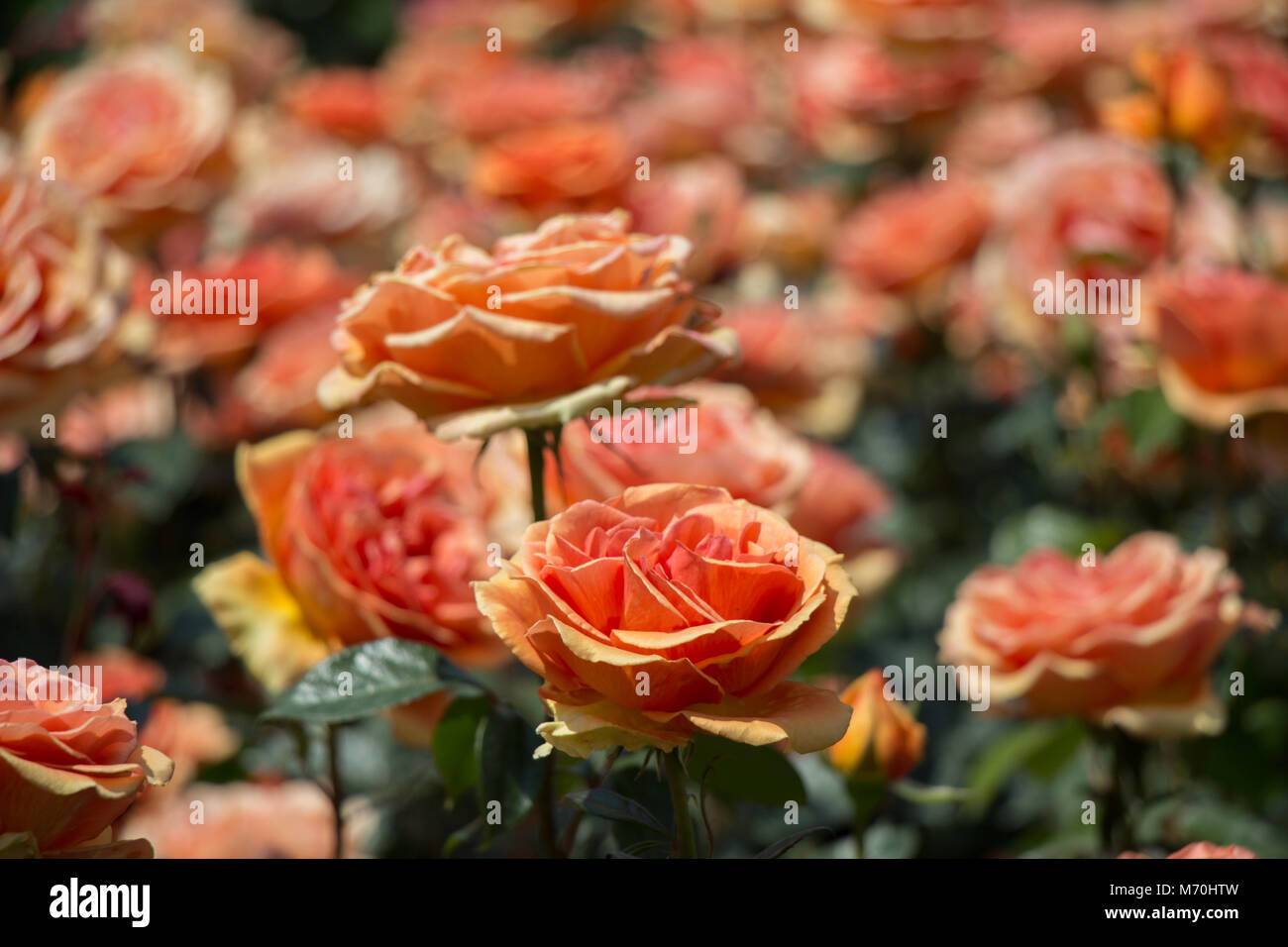 Blooming beautiful colorful roses in the garden background Stock Photo ...