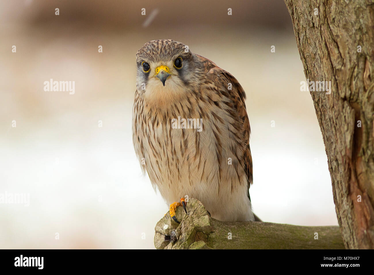 Uk wild kestrel hi-res stock photography and images - Alamy