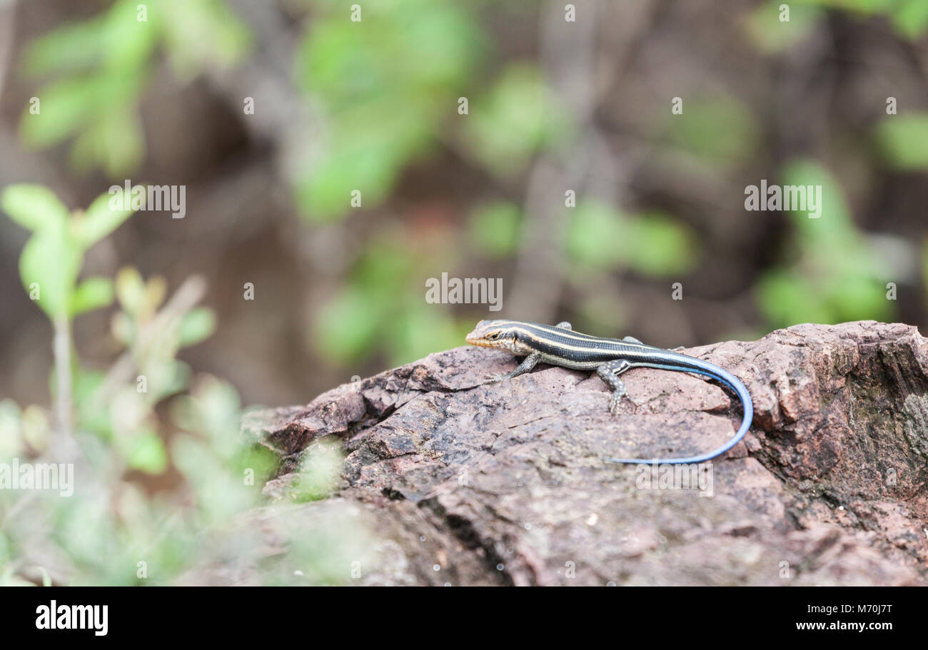 African Skink High Resolution Stock Photography and Images - Alamy