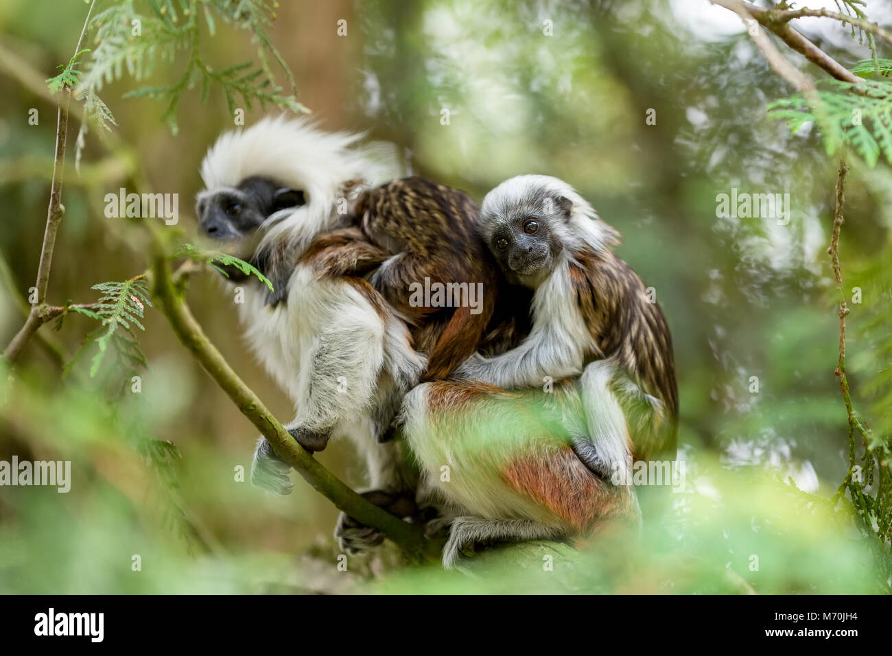 Cotton top Tamarin family. Female with baby on a tree branch Stock ...