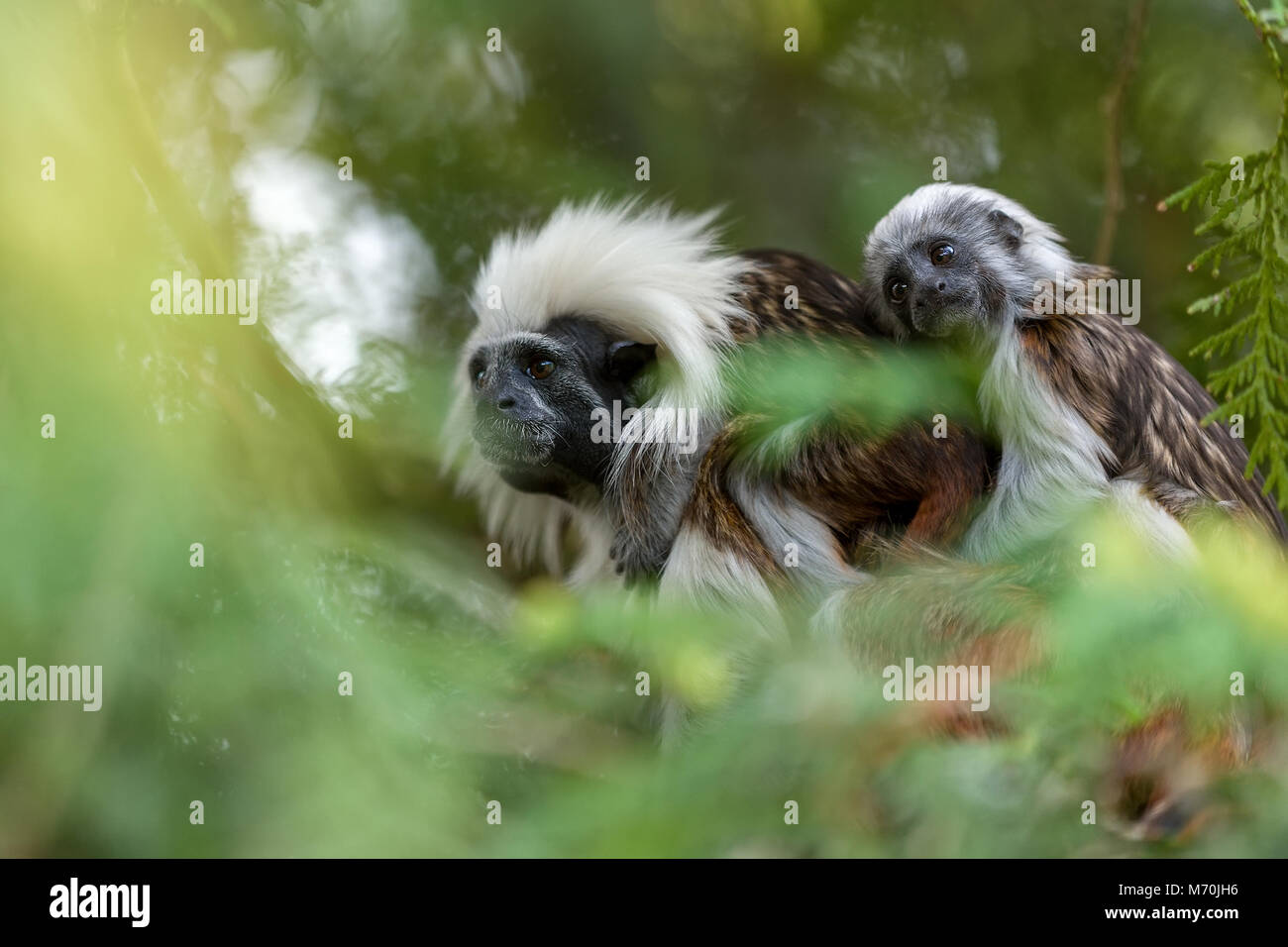 Cotton top Tamarin family. Female with baby on a tree branch Stock ...