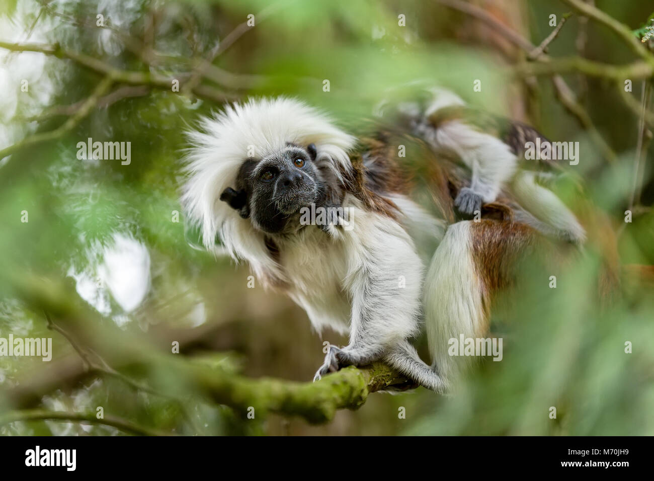 Cotton top Tamarin family. Female with baby on a tree branch Stock ...