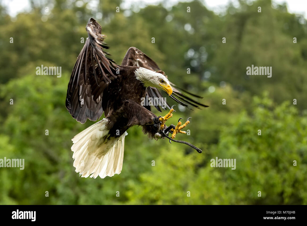 Bald eagle (Haliaeetus leucocephalus). Eagle in captivity, Falconry ...