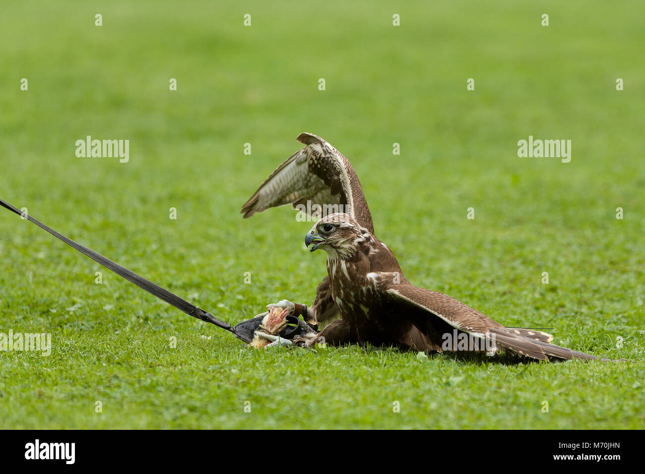 trained bird falcon flying in nature environment, falconry conceptt ...