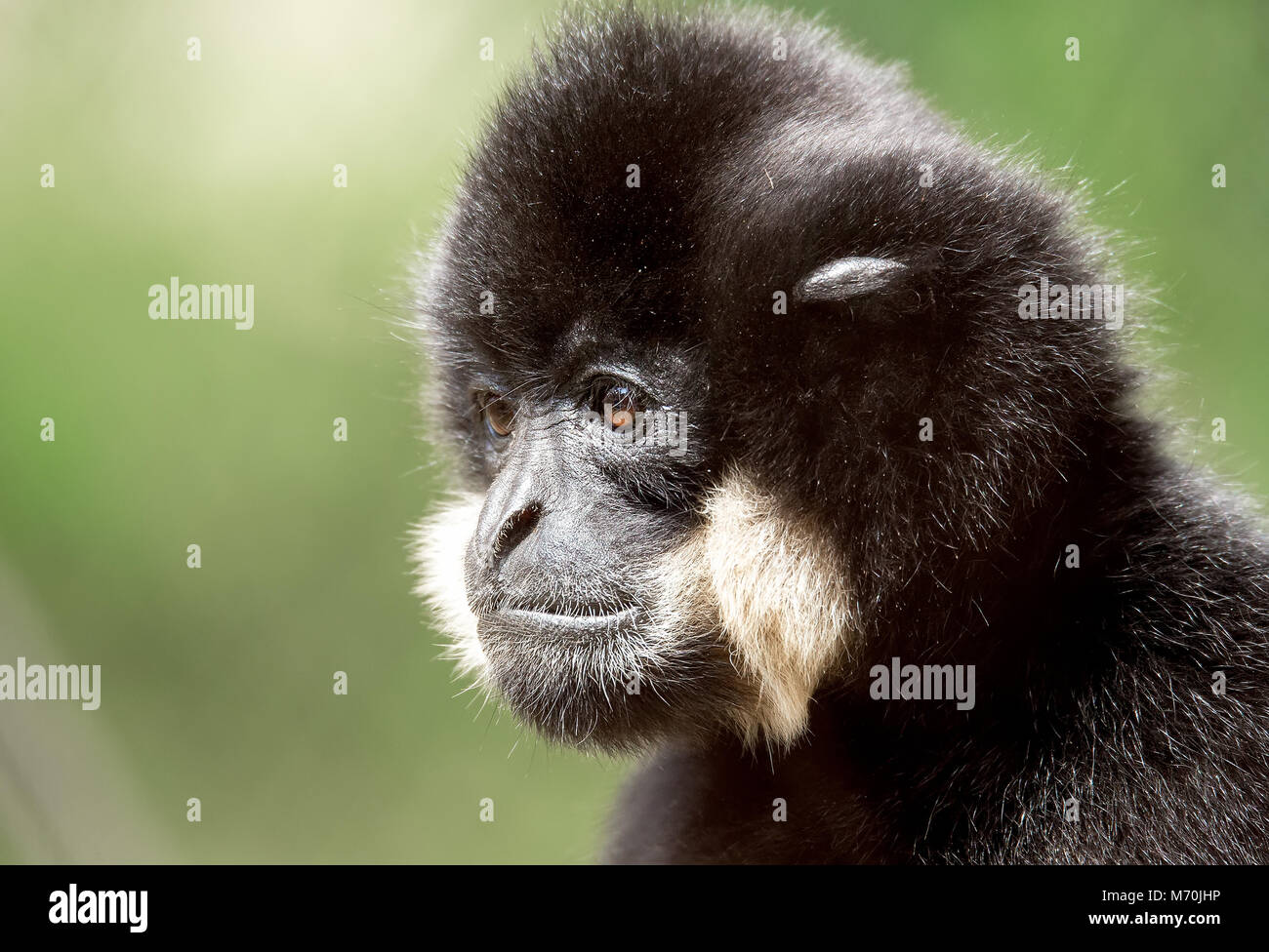 Nomascus gabriellae hi-res stock photography and images - Alamy