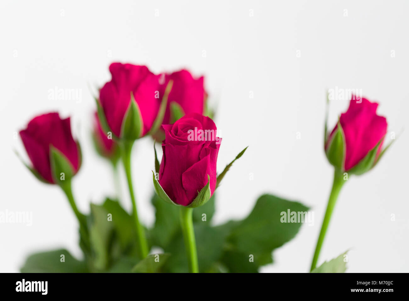 bouquet fresh red roses bud on grey background Stock Photo - Alamy