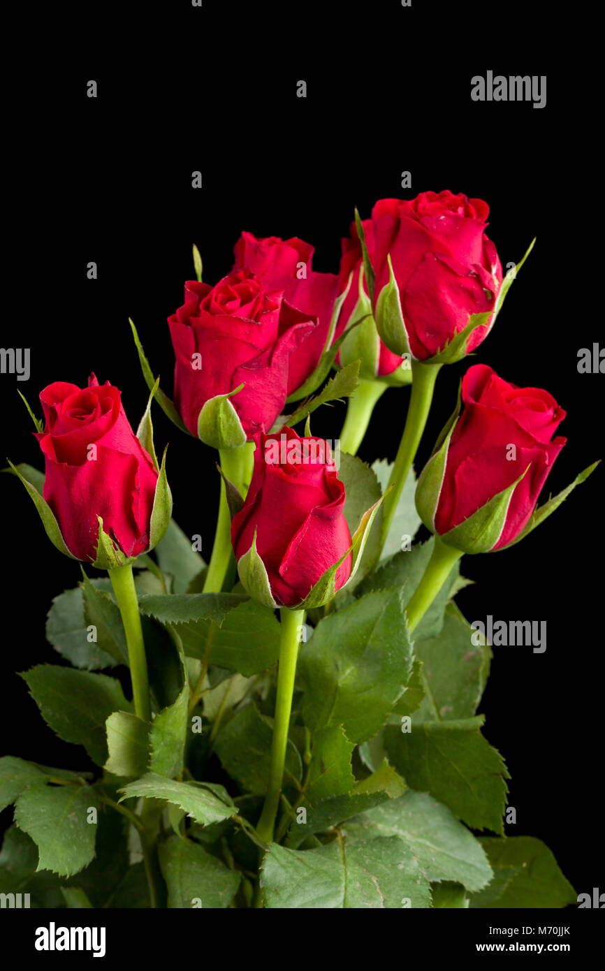 bouquet fresh red roses bud on black background Stock Photo - Alamy