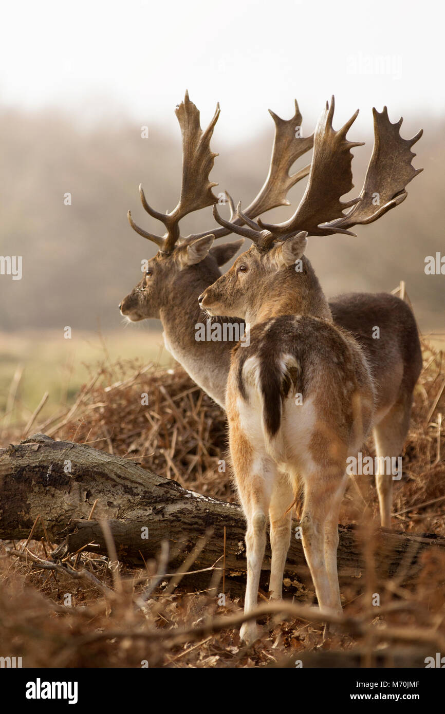 Cute deers hi-res stock photography and images - Alamy