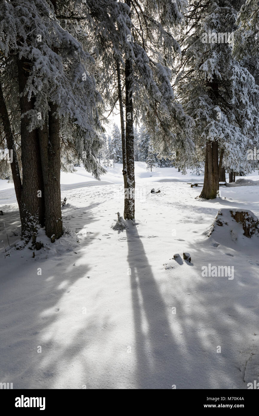 The sun shines through between two fir trees in a winter landscape in ...