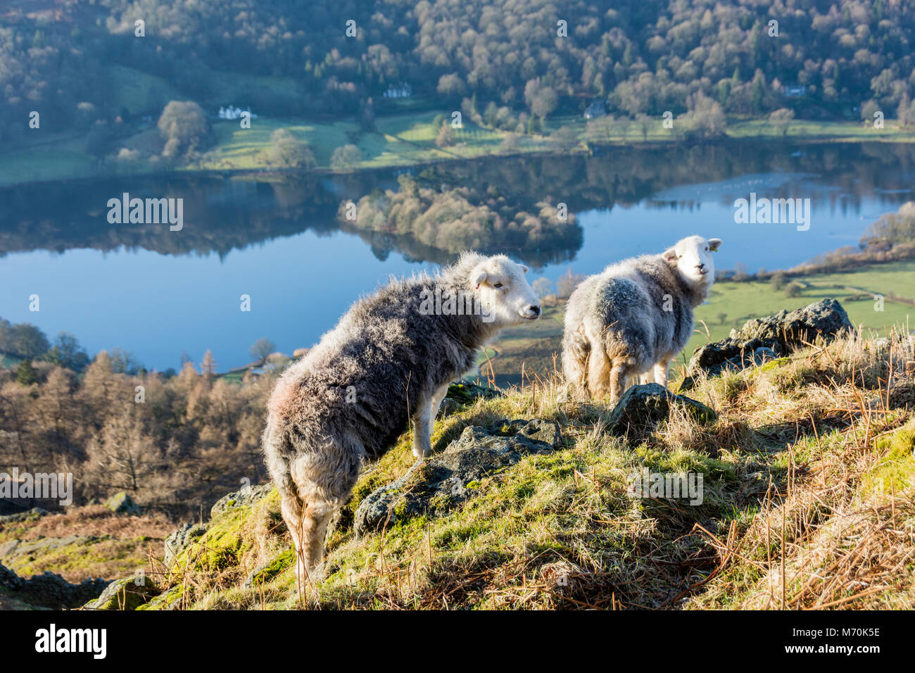 Herdwick sheep on knoll beside Grasmere, Lake District National Park ...