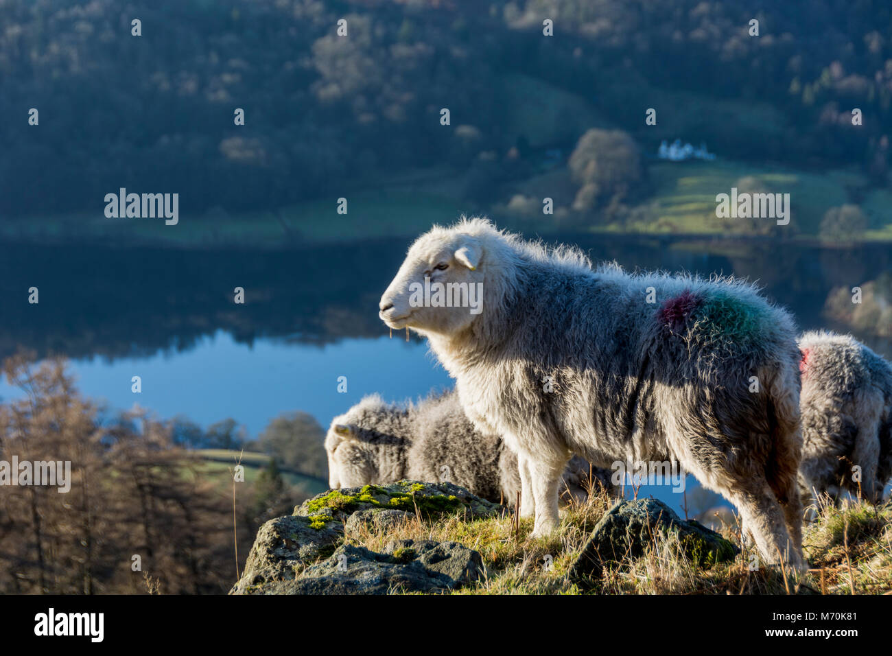 Herdwick sheep on knoll beside Grasmere, Lake District National Park ...
