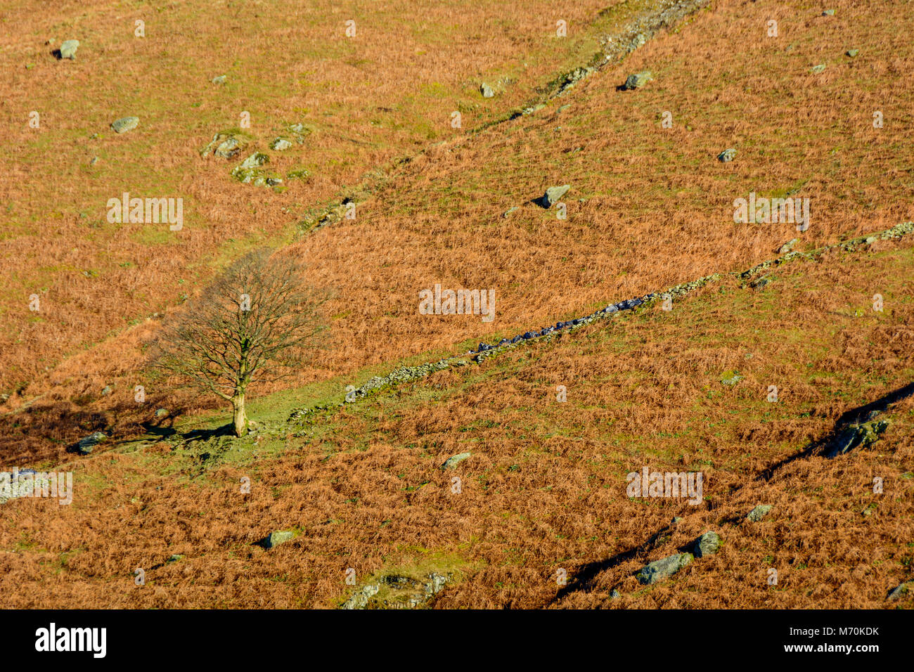 Tree clad hillside hi-res stock photography and images - Alamy