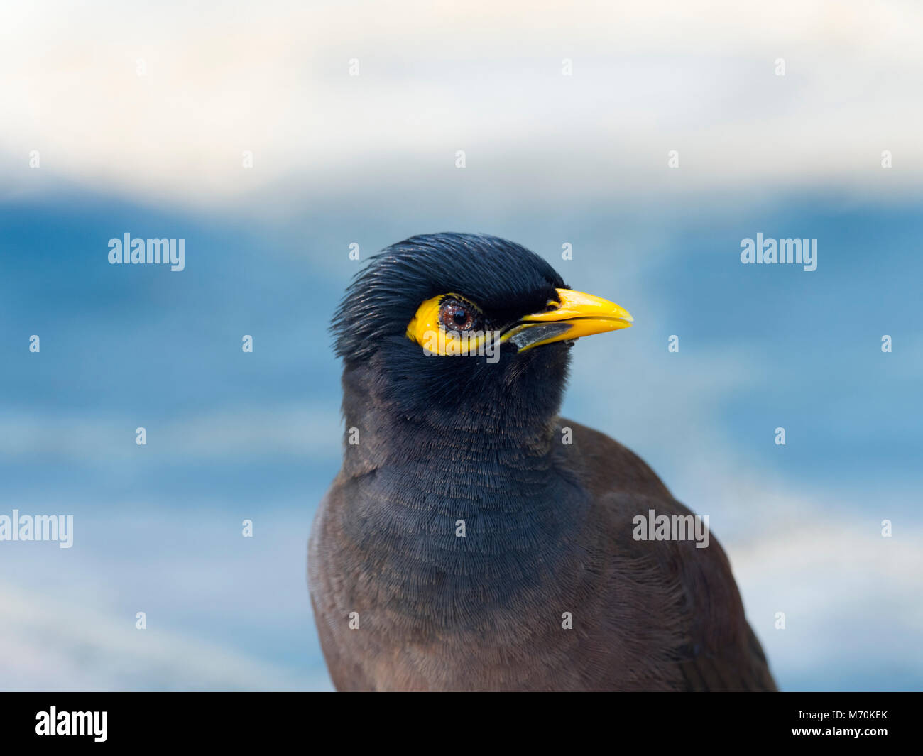 Indian pest hi-res stock photography and images - Alamy
