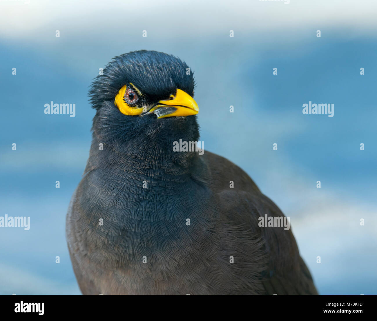 Common myna Indian mynah Acridotheres tristis Stock Photo - Alamy