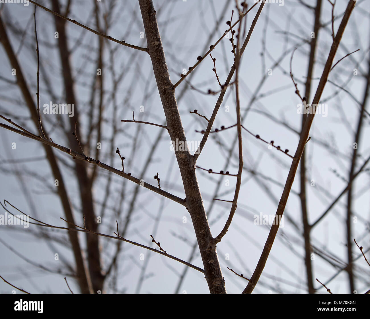 Tree branch with buds. Spring tree. Buds on the trees. Tree background ...