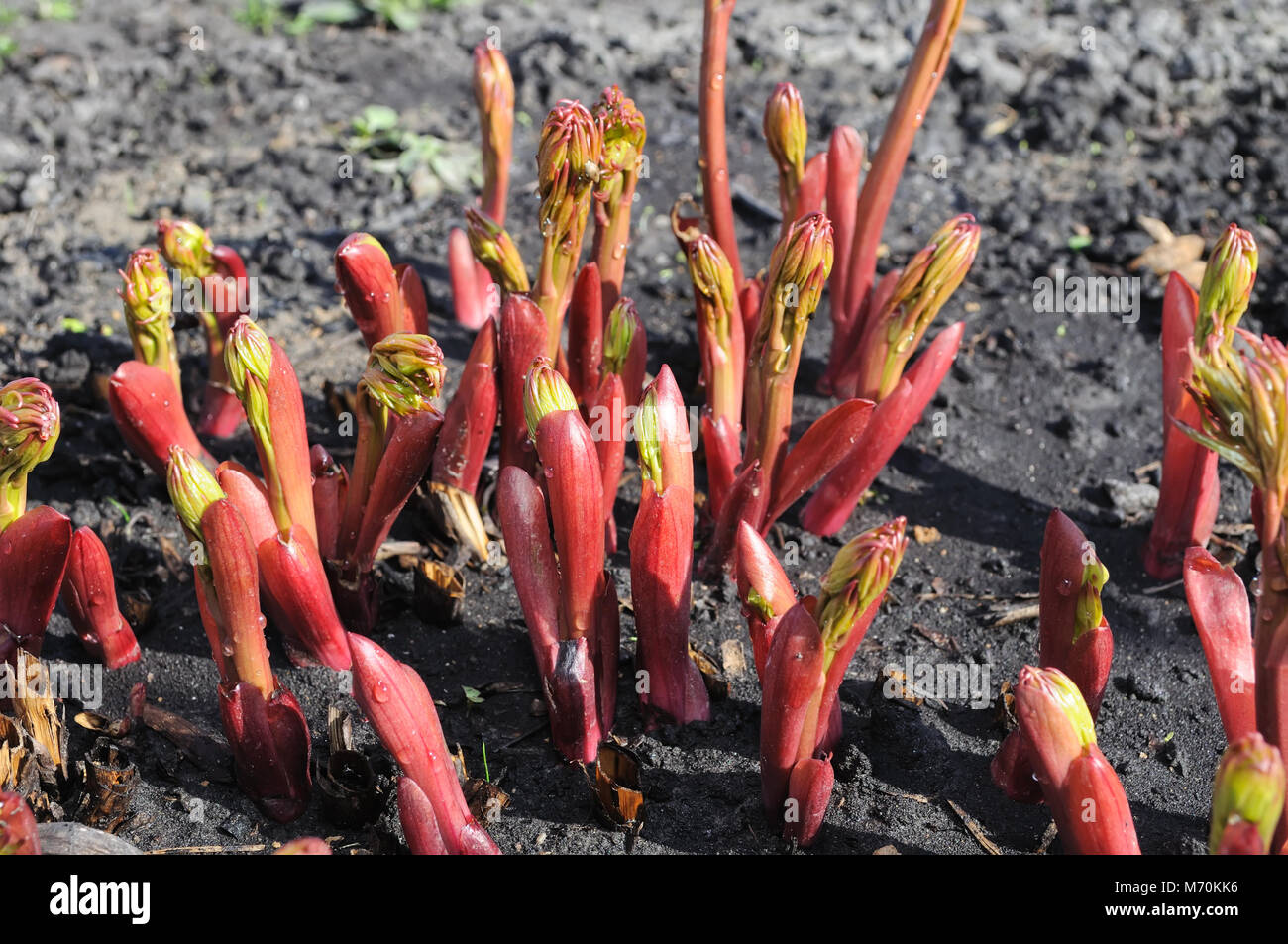 close-up of the peony sprouts in the garden in early spring Stock Photo ...