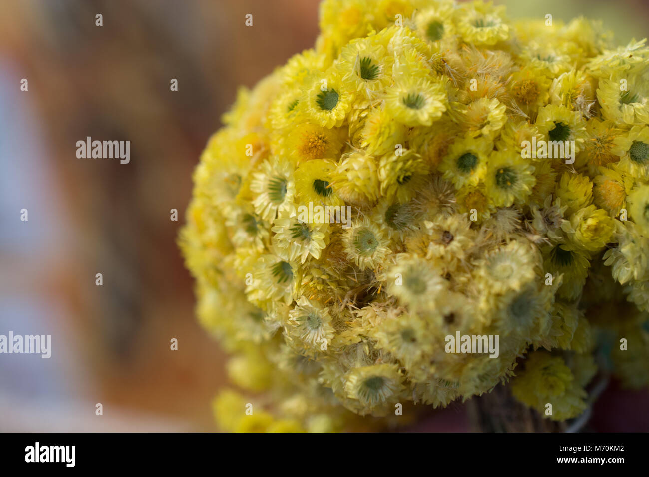 Beautiful colorful natural flowers in dry form Stock Photo - Alamy