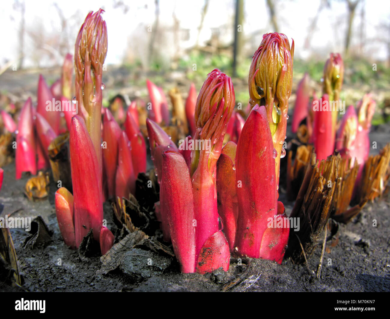 Red peonies in flowerbed hi-res stock photography and images - Alamy