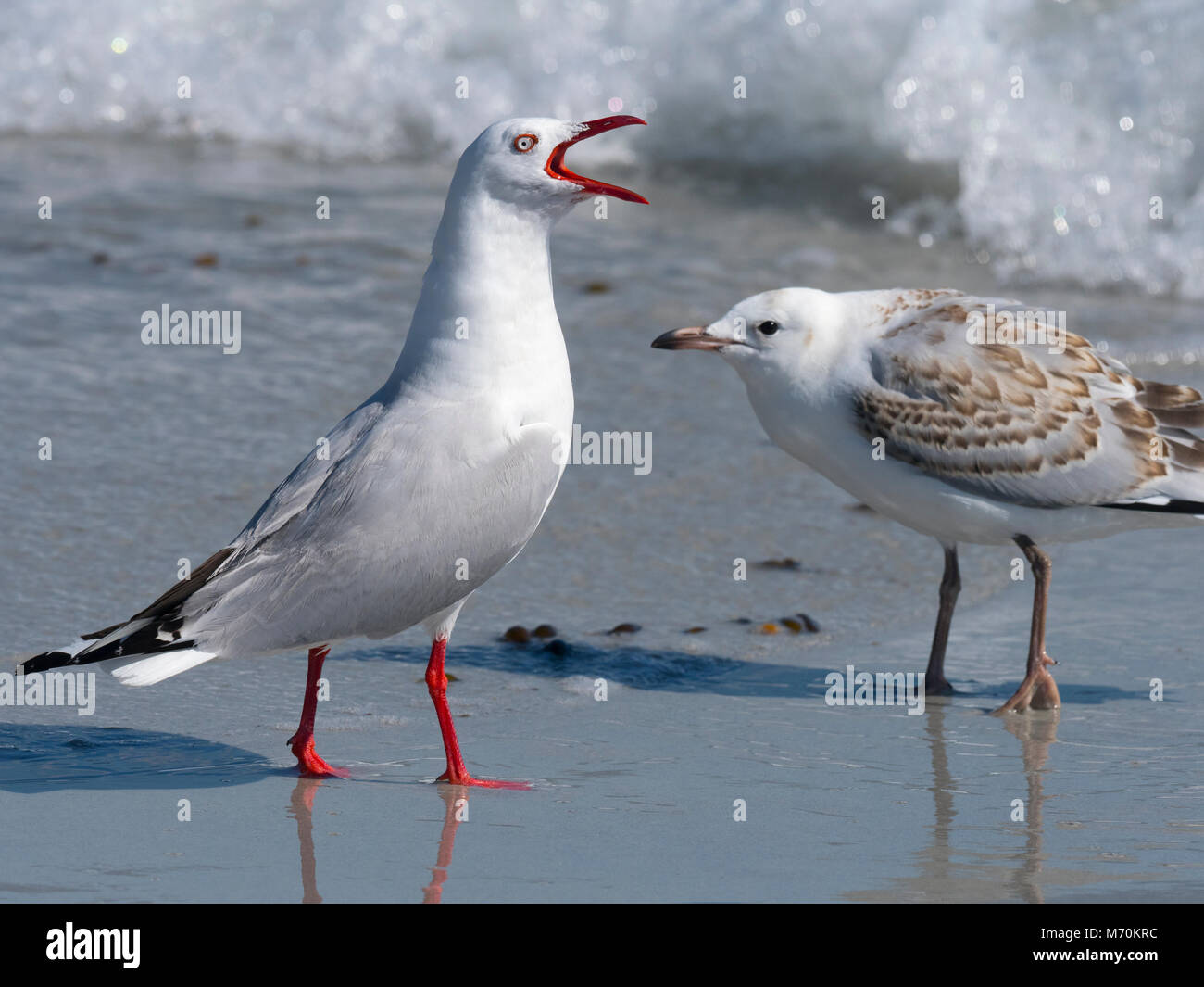 Immature silver gull hi-res stock photography and images - Alamy