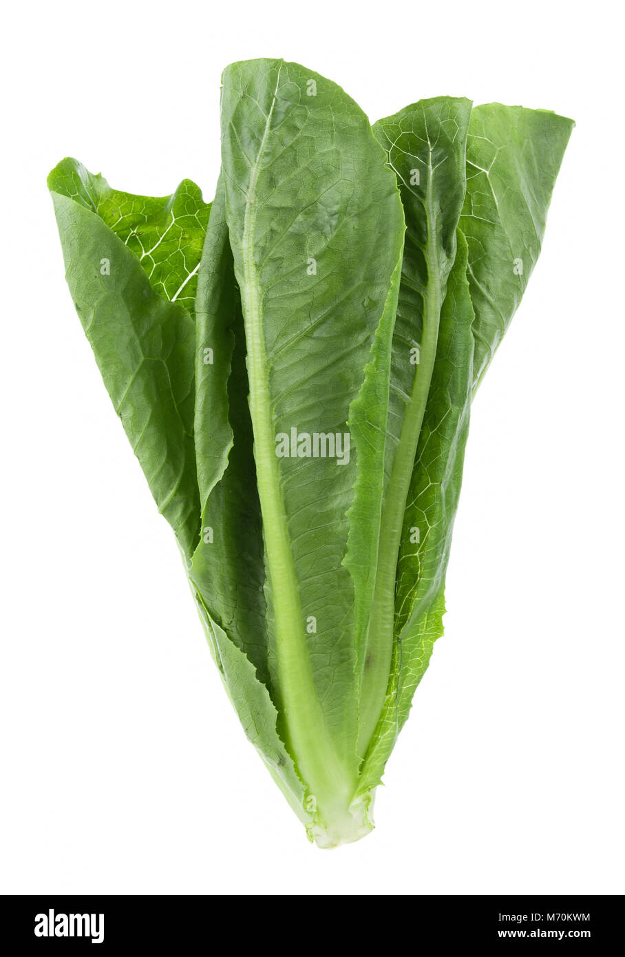 fresh cos lettuce isolated on white background Stock Photo - Alamy