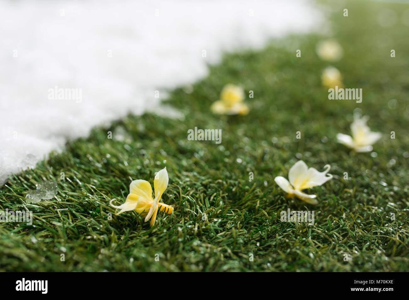 Meeting snow on green grass close up - between winter and spring ...