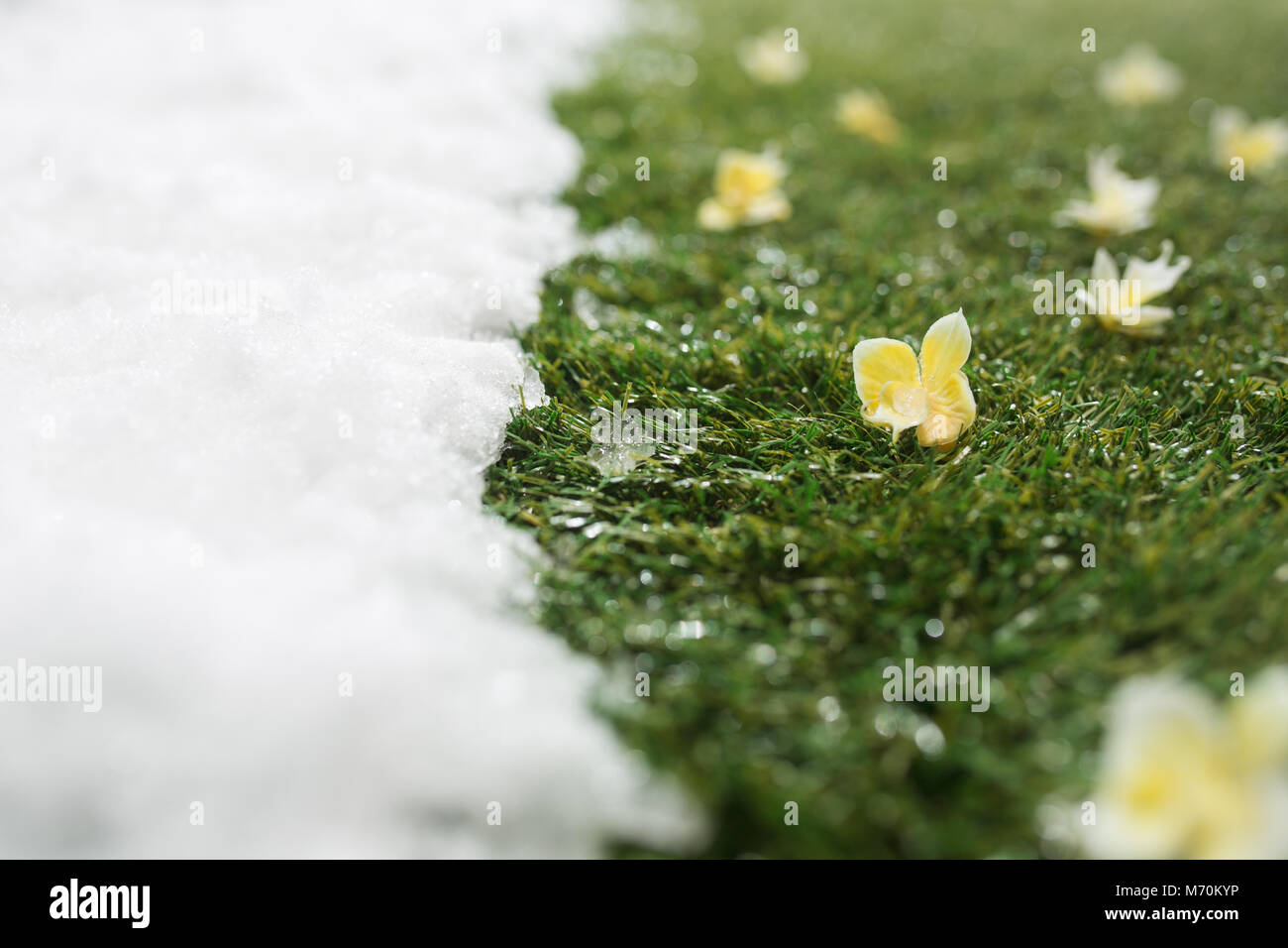 Meeting snow on green grass close up - between winter and spring ...
