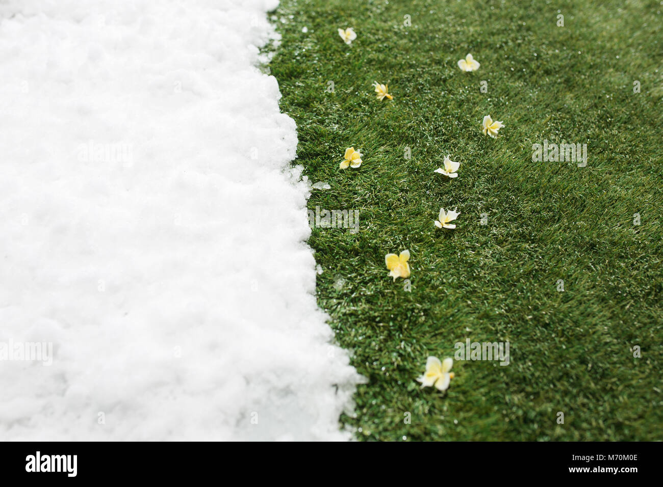 Meeting snow on green grass close up - between winter and spring ...