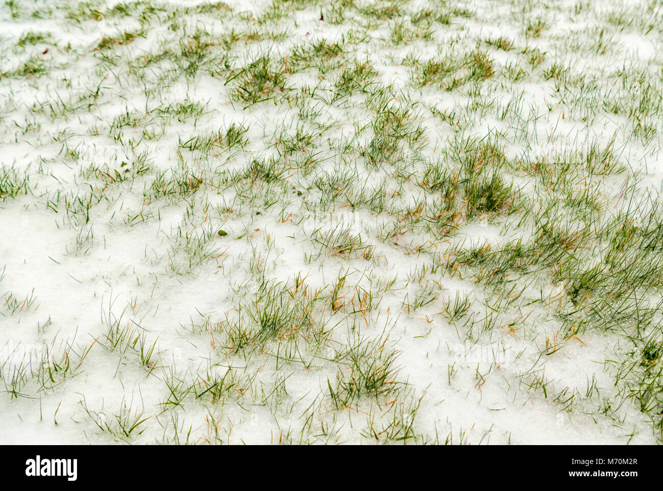 Grass covered with snow Stock Photo - Alamy