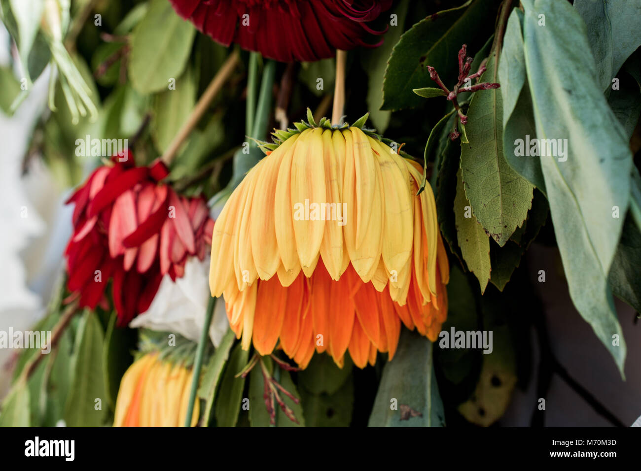 Beautiful colorful natural spring fading flowers in view Stock Photo ...