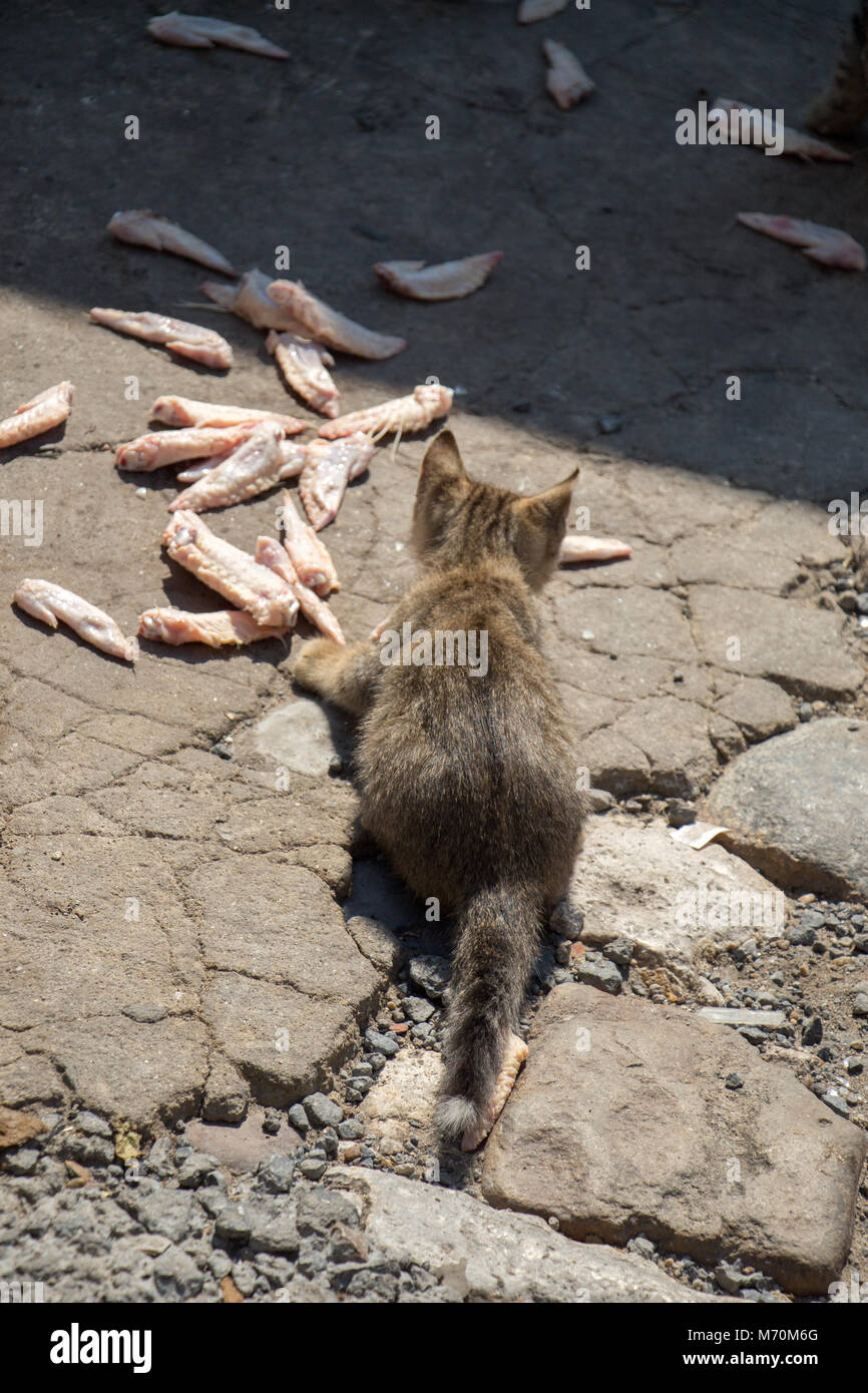 Stray cat seen in the street of the city Stock Photo - Alamy