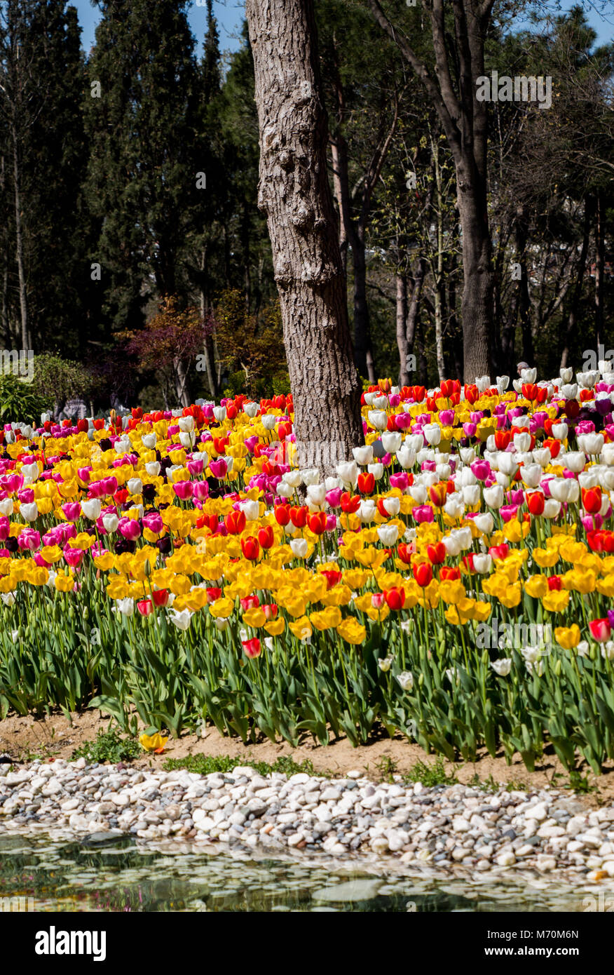 Various color tulip flowers bloom in spring the garden Stock Photo - Alamy