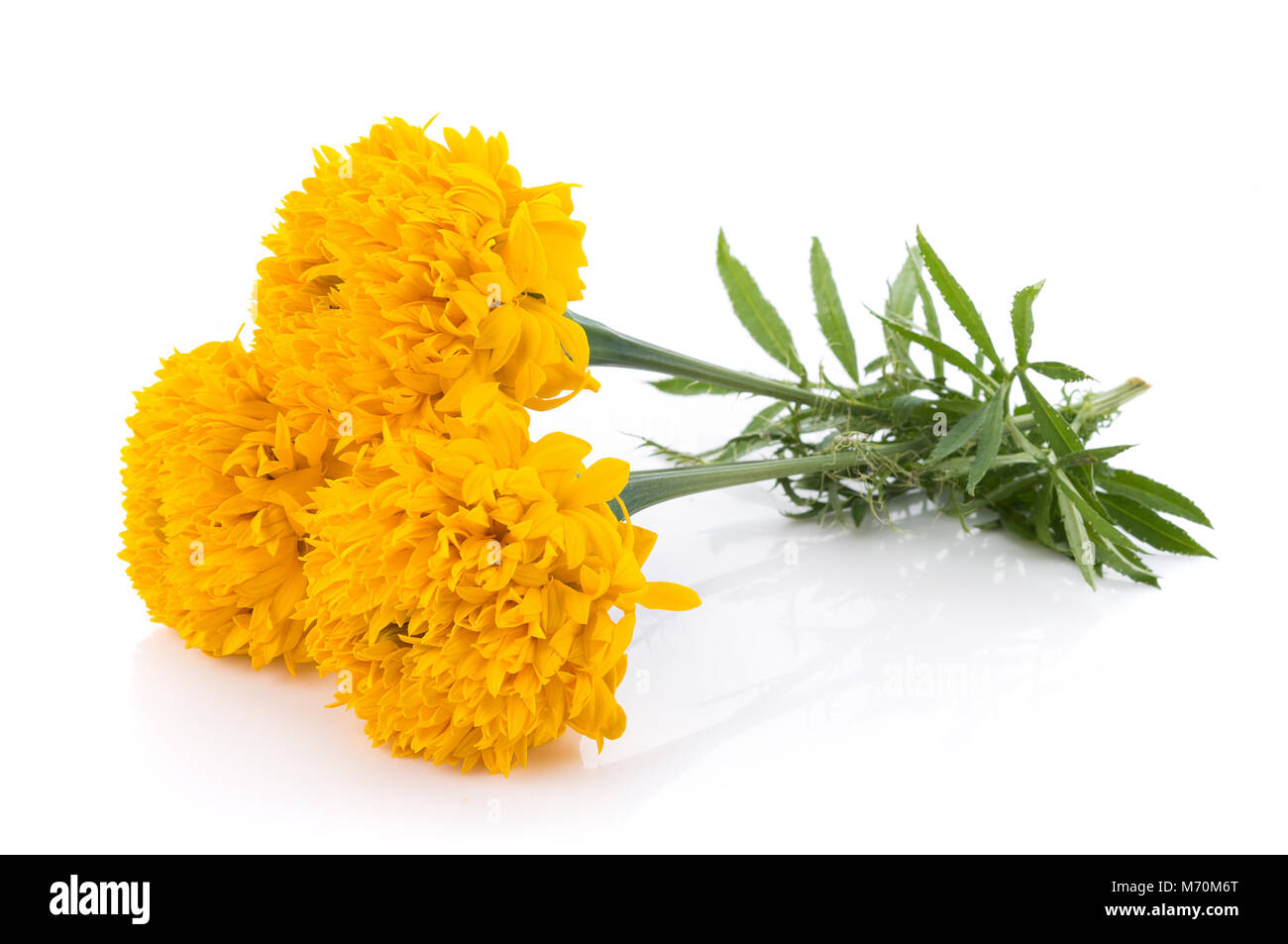 Petal marigold tagetes erecta Cut Out Stock Images & Pictures - Alamy
