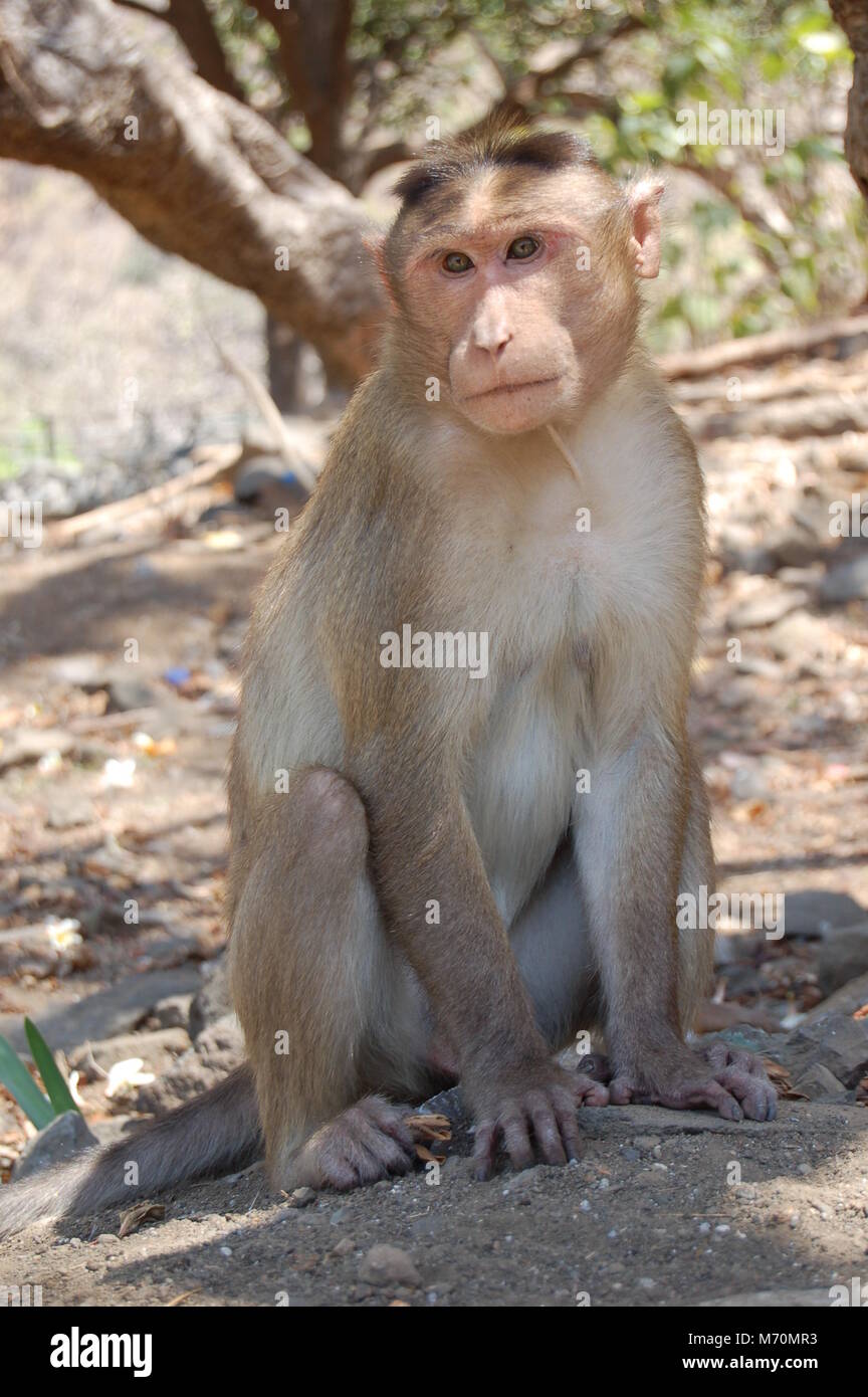 Elephanta Island Monkeys
