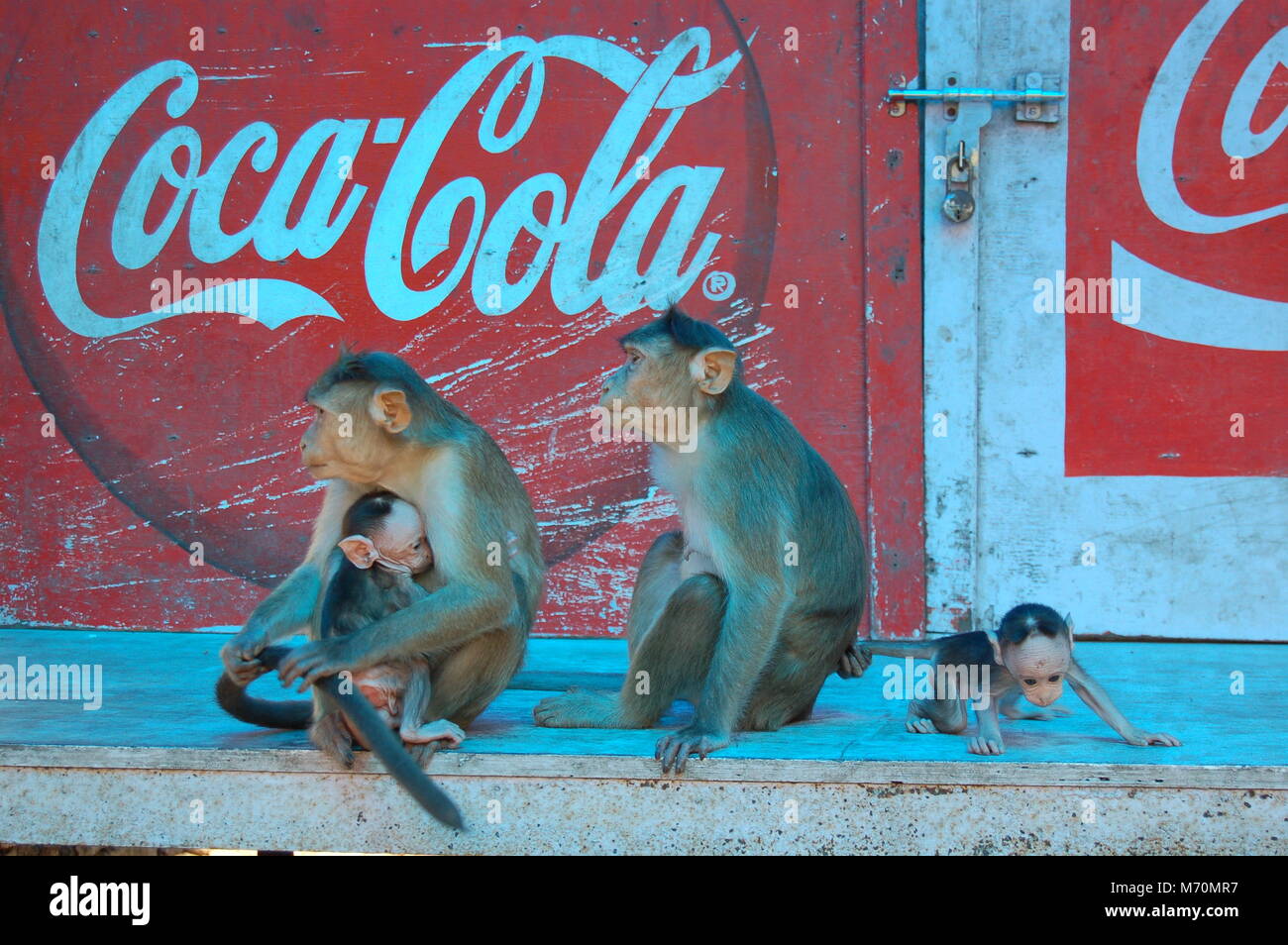 Rhesus macaque monkeys on Elephanta Island, Mumbai harbour, India Stock ...