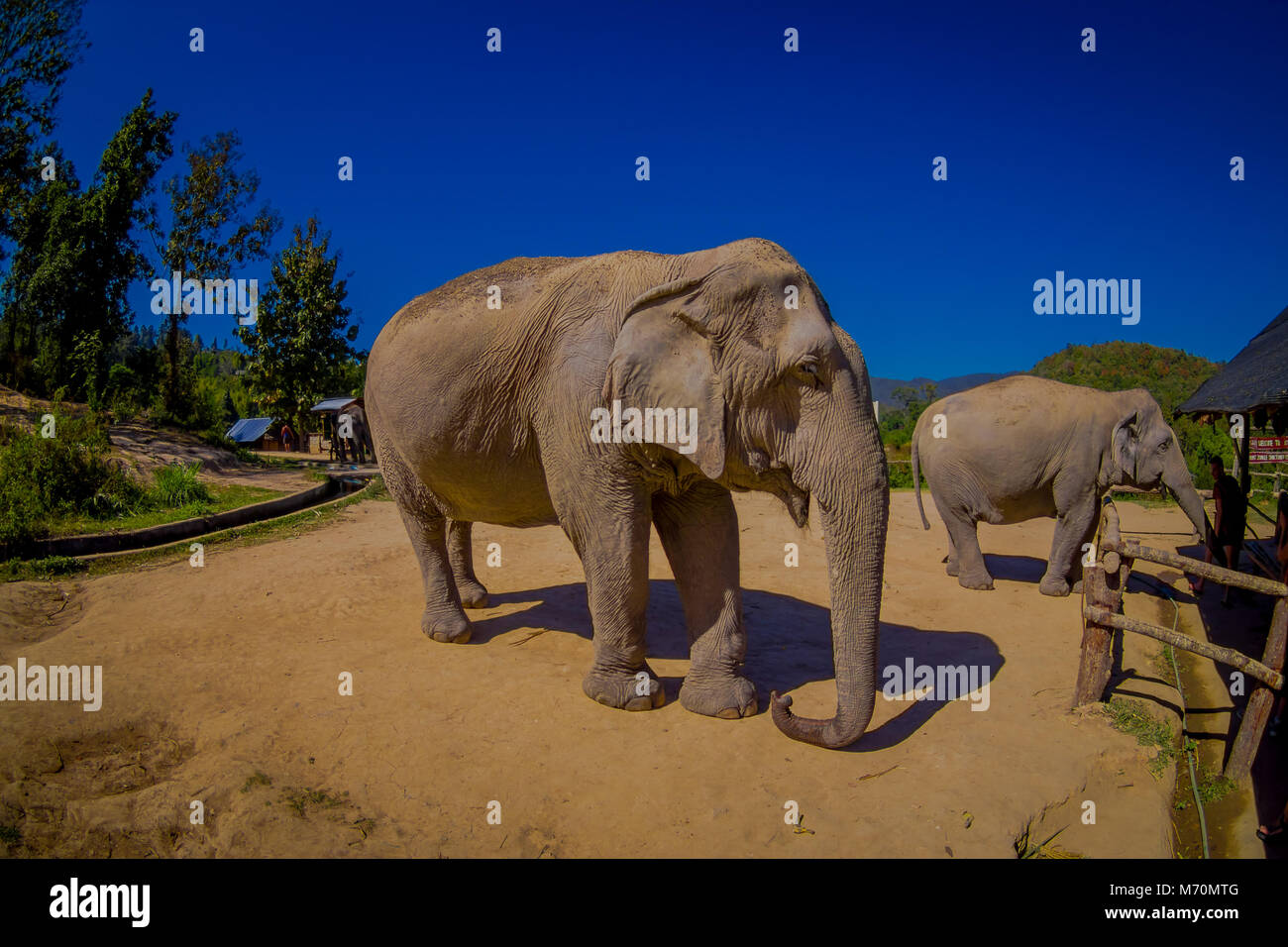 CHIANG RAI, THAILAND - FEBRUARY 01, 2018: Front view of two beautiful ...