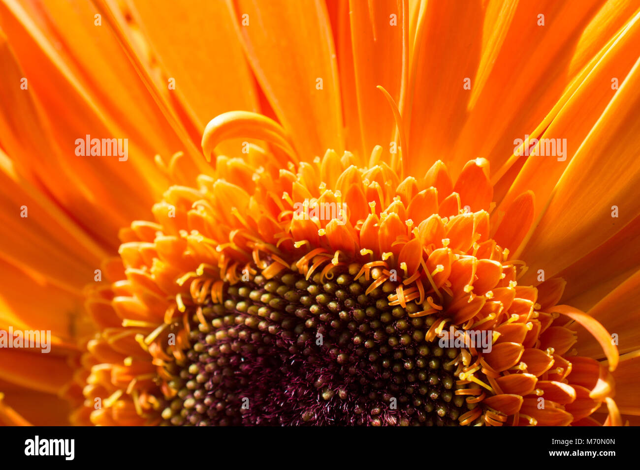 Beautiful colorful natural spring flowers in macro view Stock Photo - Alamy