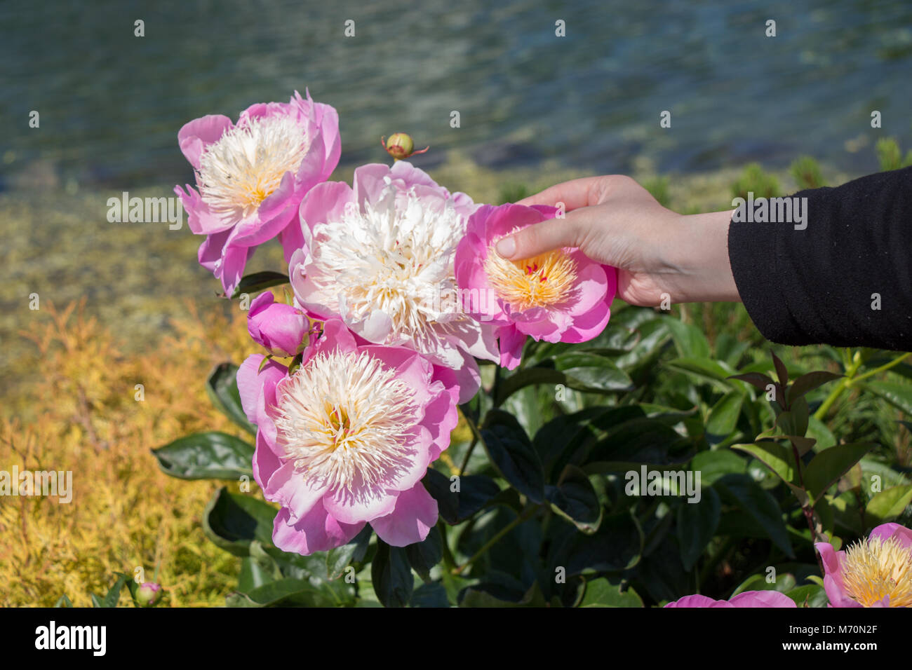 Beautiful colorful natural spring flowers in macro view Stock Photo - Alamy
