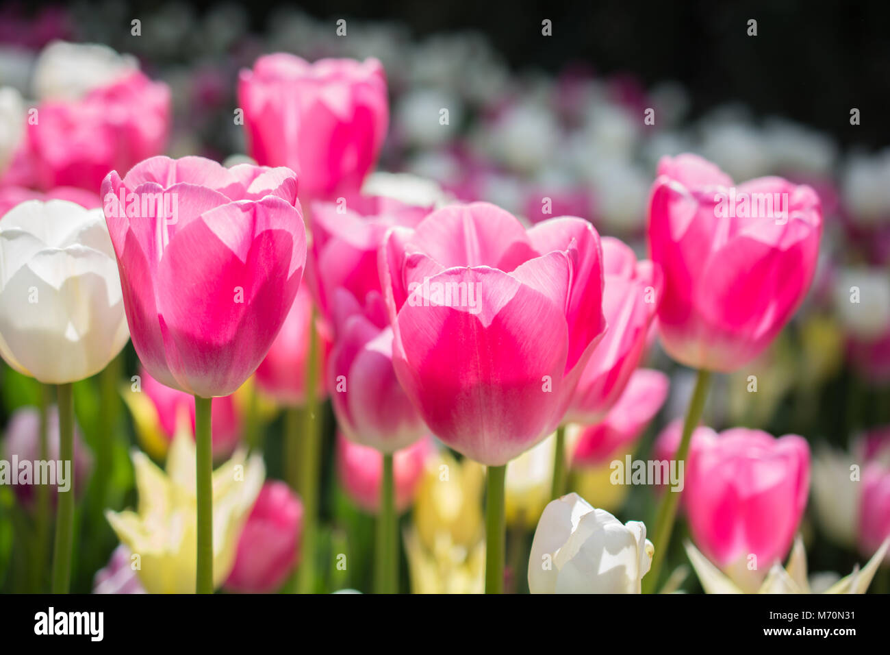 Pink color tulip flowers bloom in the garden Stock Photo - Alamy