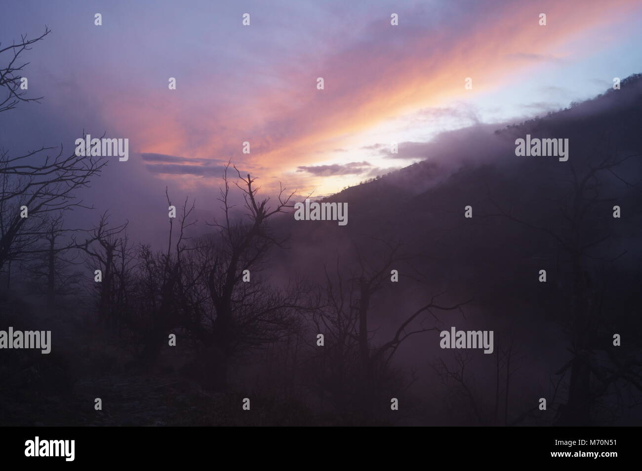 Dead trees sunset hi-res stock photography and images - Alamy