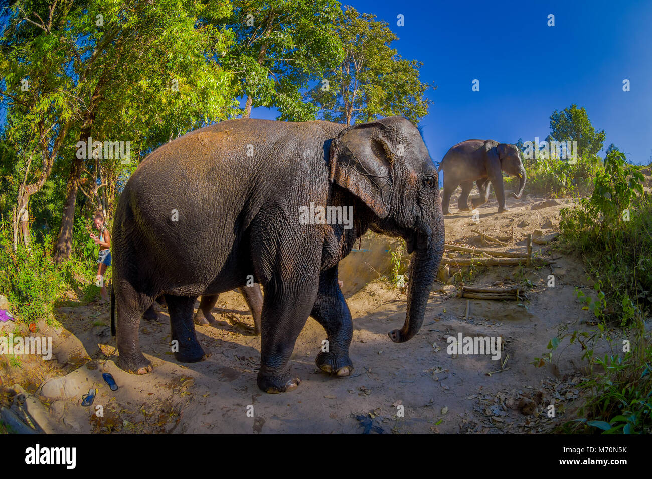 CHIANG RAI, THAILAND - FEBRUARY 01, 2018: The Young Elephant walk near ...