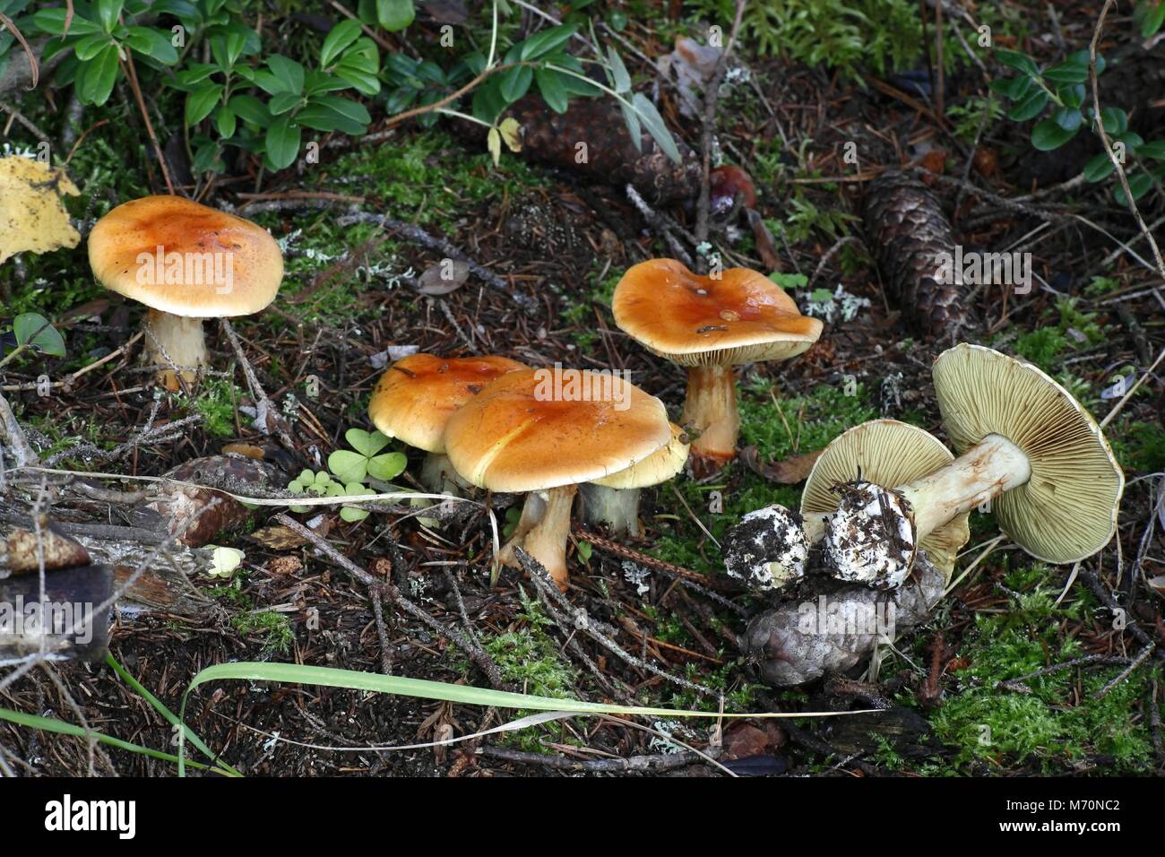 Cortinar webcap mushroom, Cortinarius aureofulvus Stock Photo - Alamy